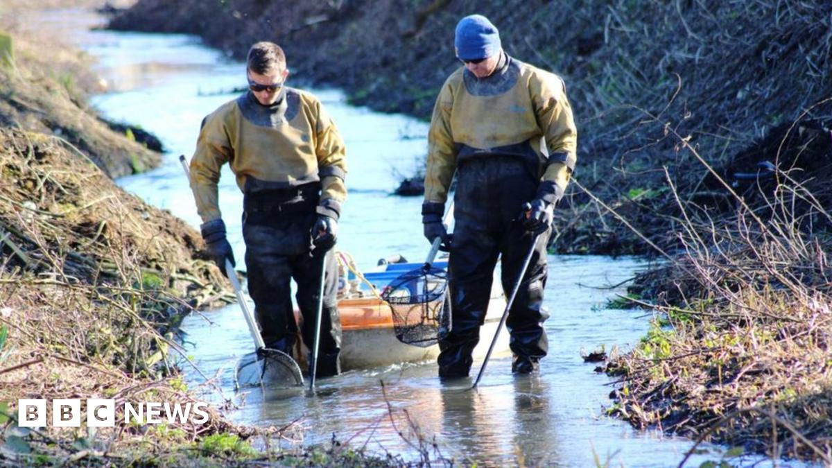 Maidenhead Waterways: Fish removed as dam installed - BBC News