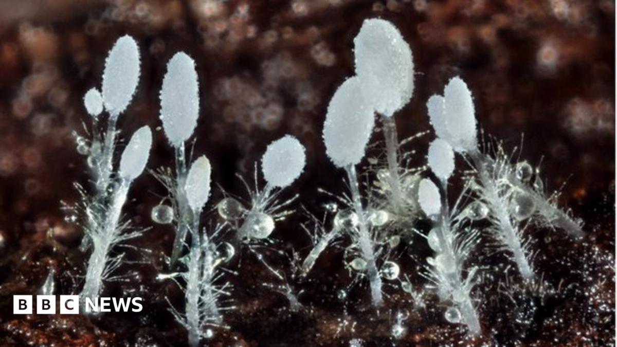 Denmark: Scientists find new 'pretty' fungus species - BBC News