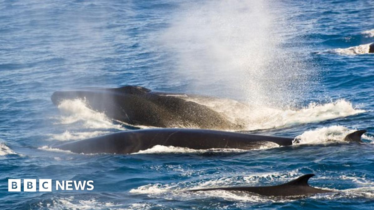 Evolution 'favours bigger sea creatures' - BBC News