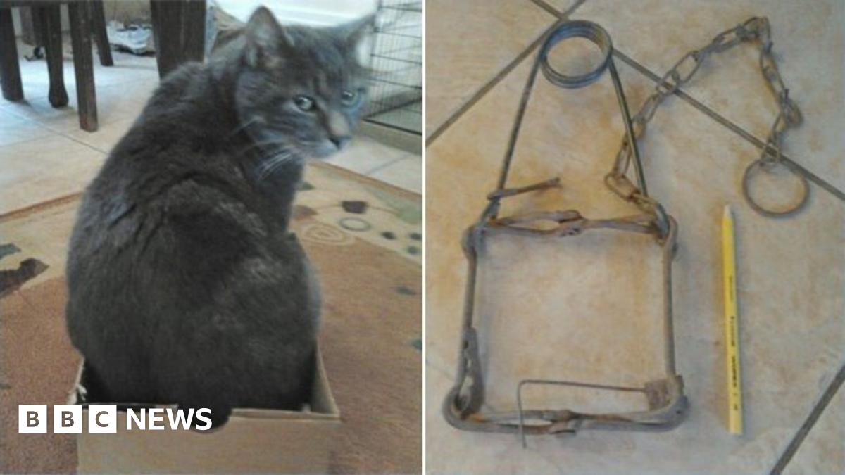 Cat caught in spring trap in Girvan may lose its leg - BBC News