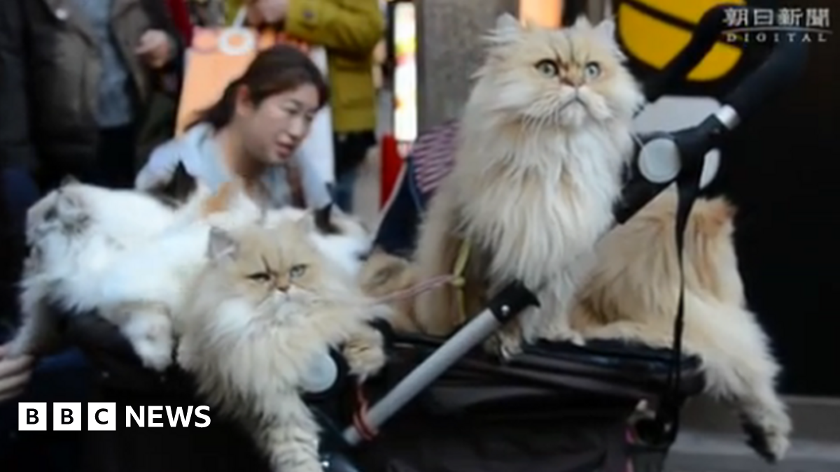 Japan: 'Cat-man' seeks feline equality - BBC News
