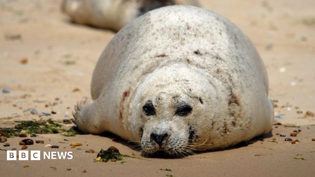 Caution urged on Norfolk seal pup 'cannibal' death theory - BBC News