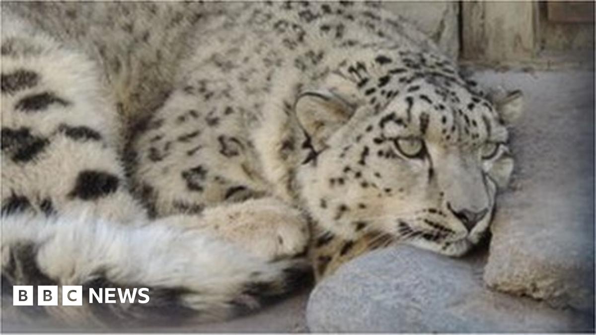 The farmer's son who filmed a snow leopard - BBC News