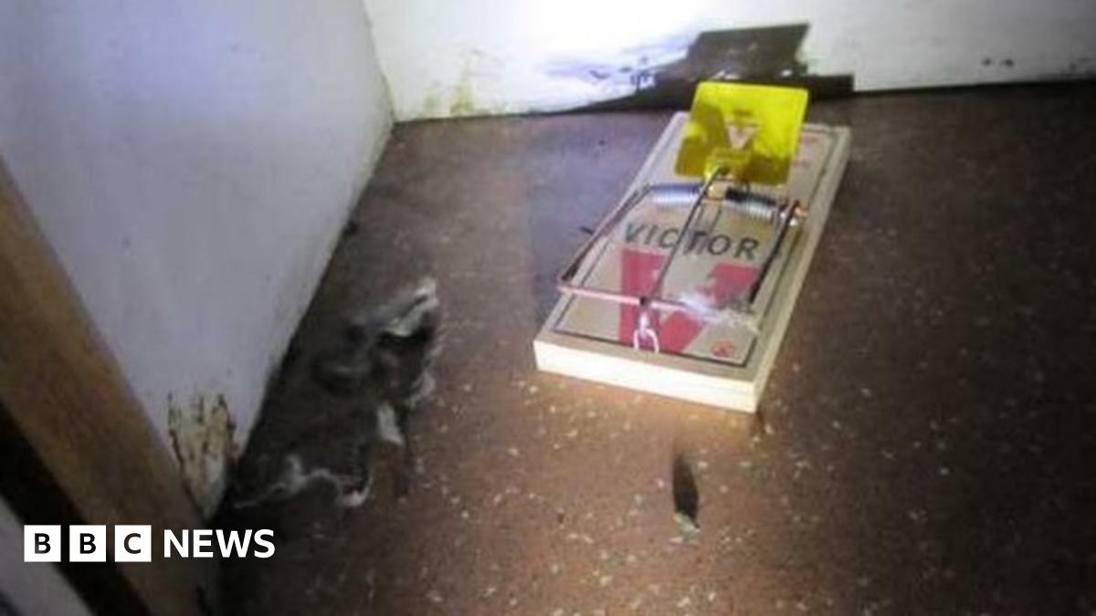 Photo shows dead rat in Leicester restaurant kitchen - BBC News