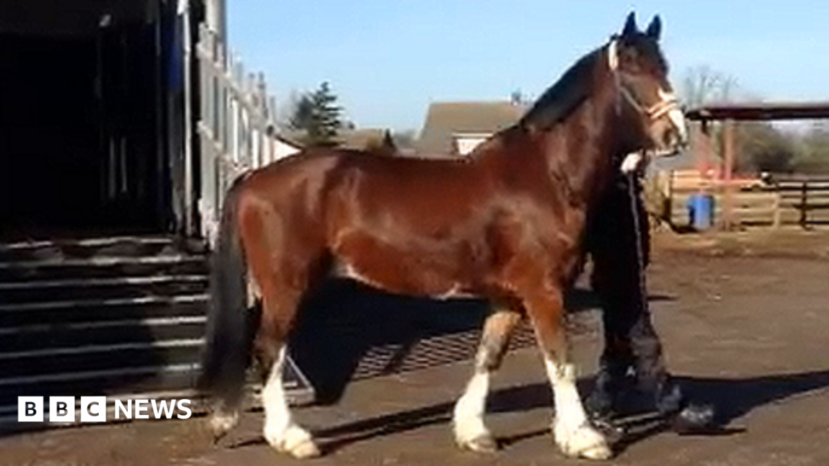 Horse called Brian up for sale after return from police - BBC News