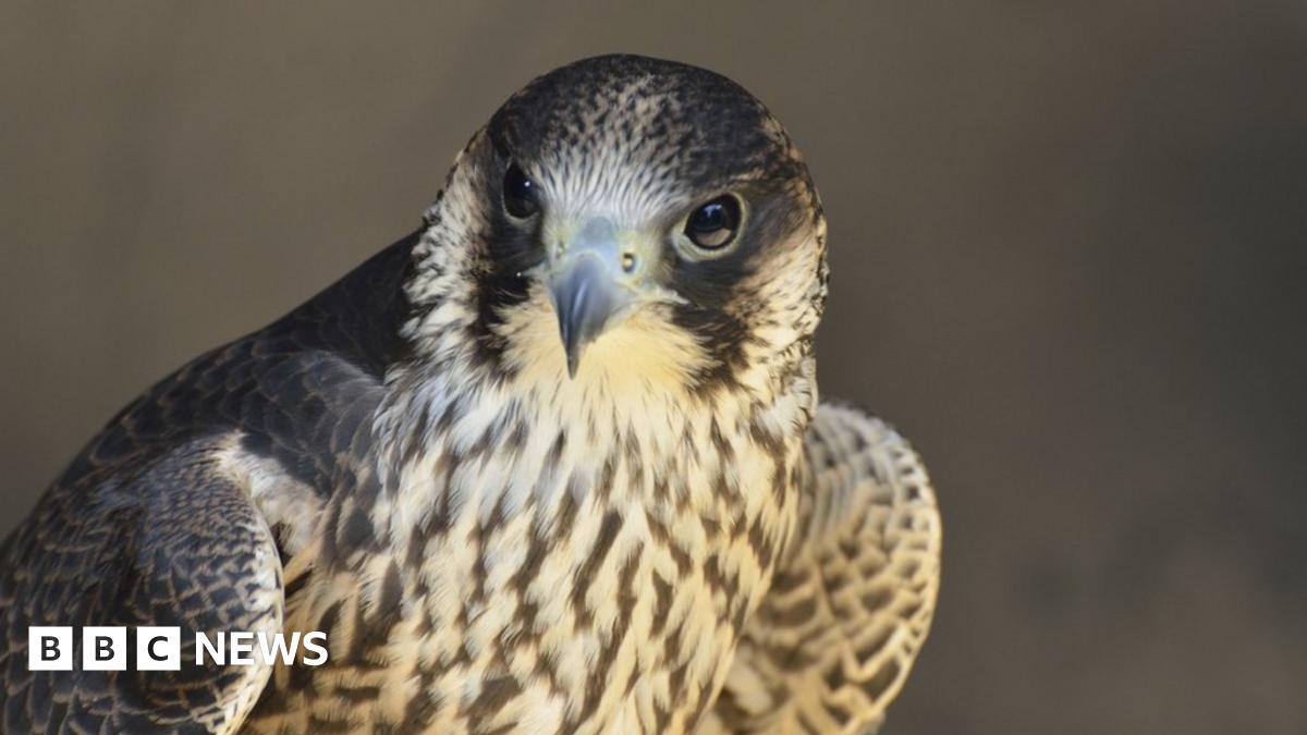 Shooting estate raided over dead peregrine falcon - BBC News