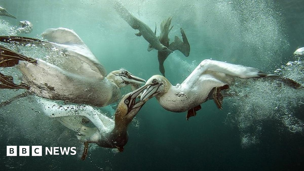 Southampton couple celebrate underwater photography success - BBC News
