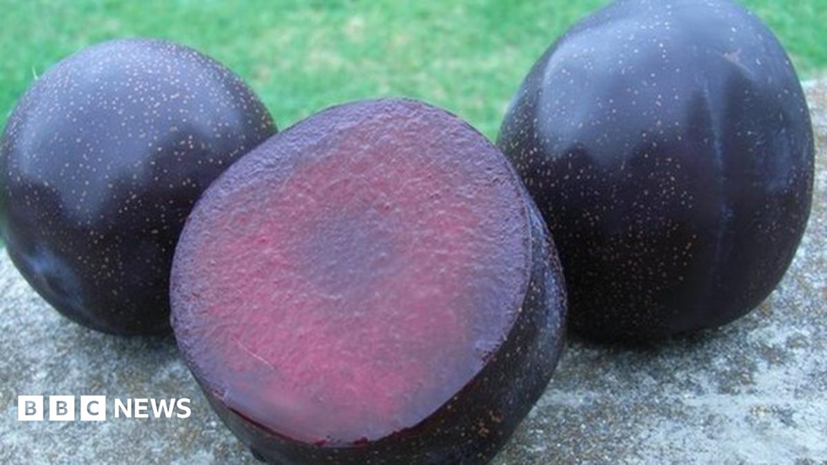 Can an Australian superfood plum help you lose weight? - BBC News
