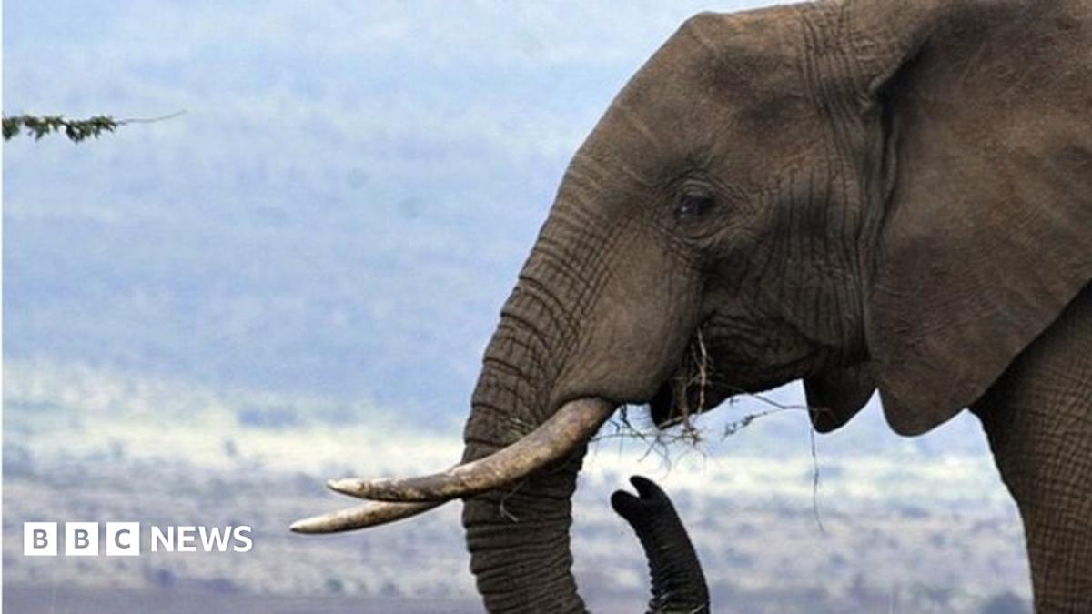 The prince and the Party: Five elephants in the room - BBC News