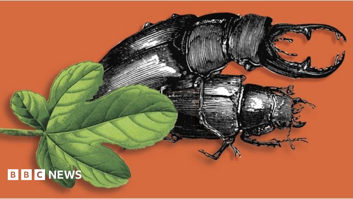 Diagram Prize: Genital book Nature's Nether Regions makes shortlist ...