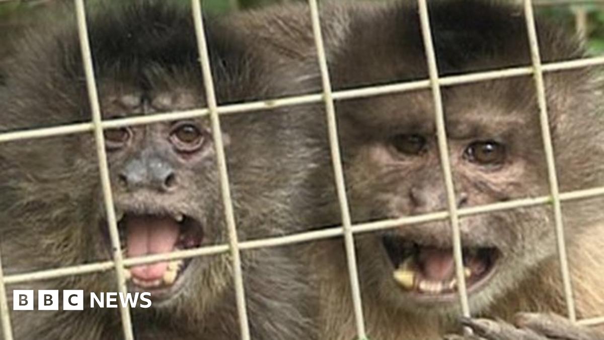 A lonely monkey goes on first date after partner dies - BBC News