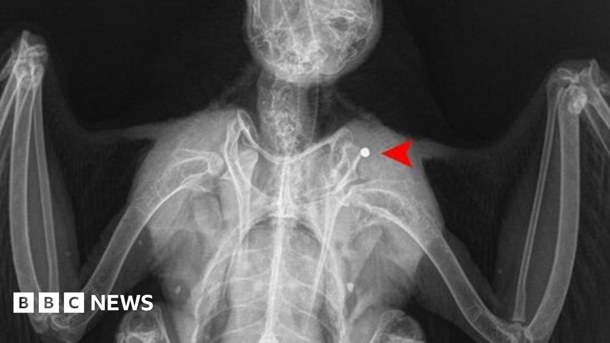 Peregrine falcon found at wildlife trust HQ shot dead - BBC News