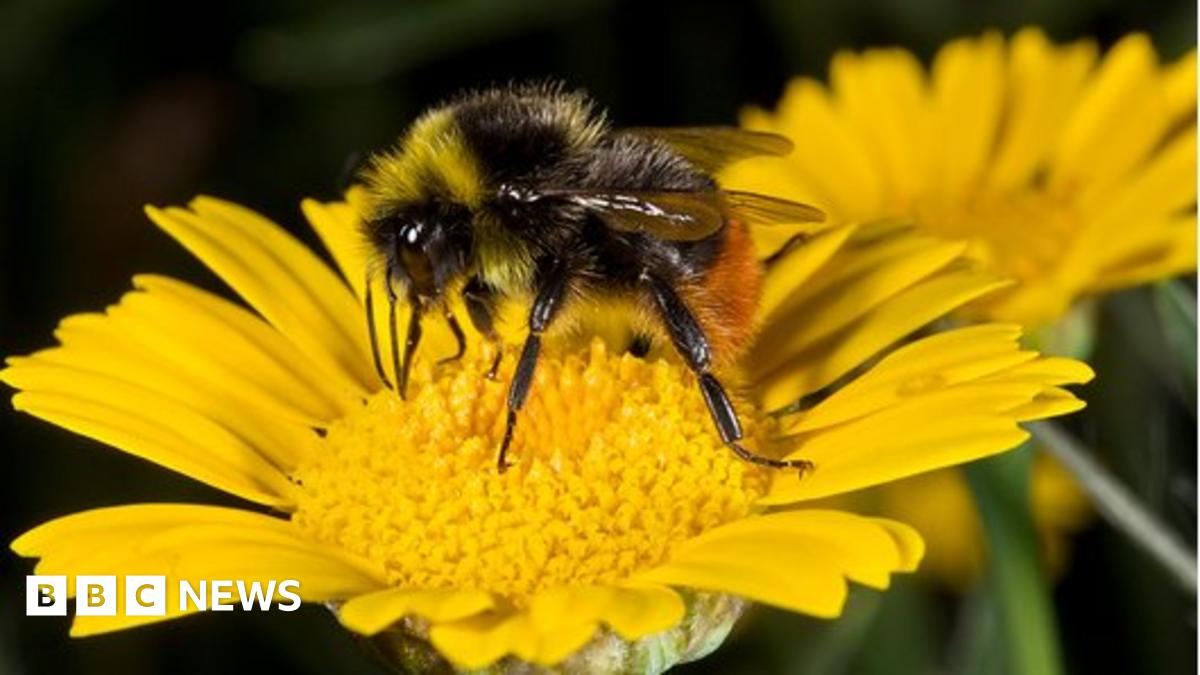 New threats to wild bees identified - BBC News