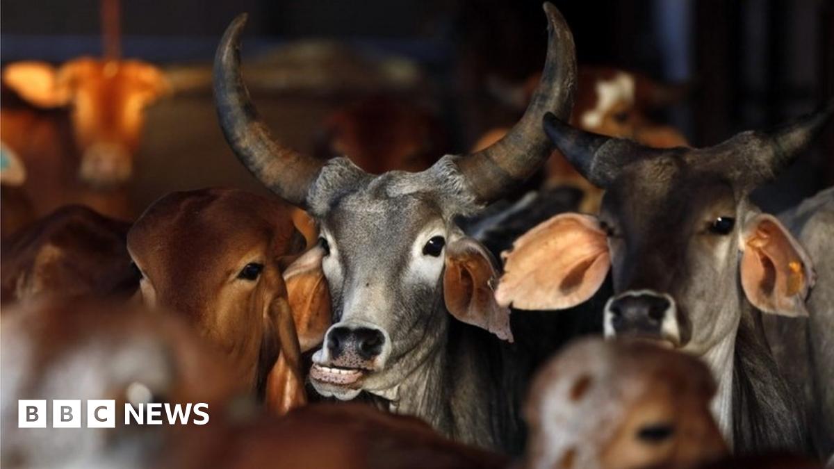Where in India can you get beef? - BBC News