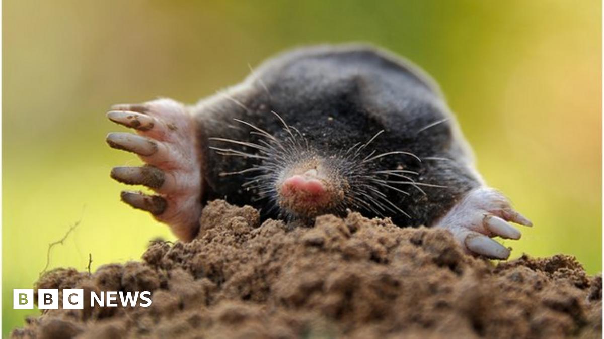Denmark: Moles help dig at archaeological site - BBC News