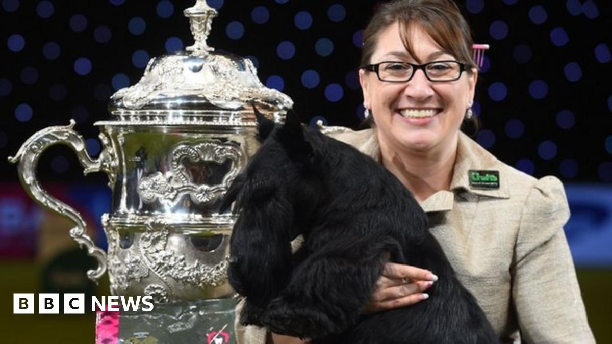 Scottish terrier Knopa is Crufts' best in show - BBC News