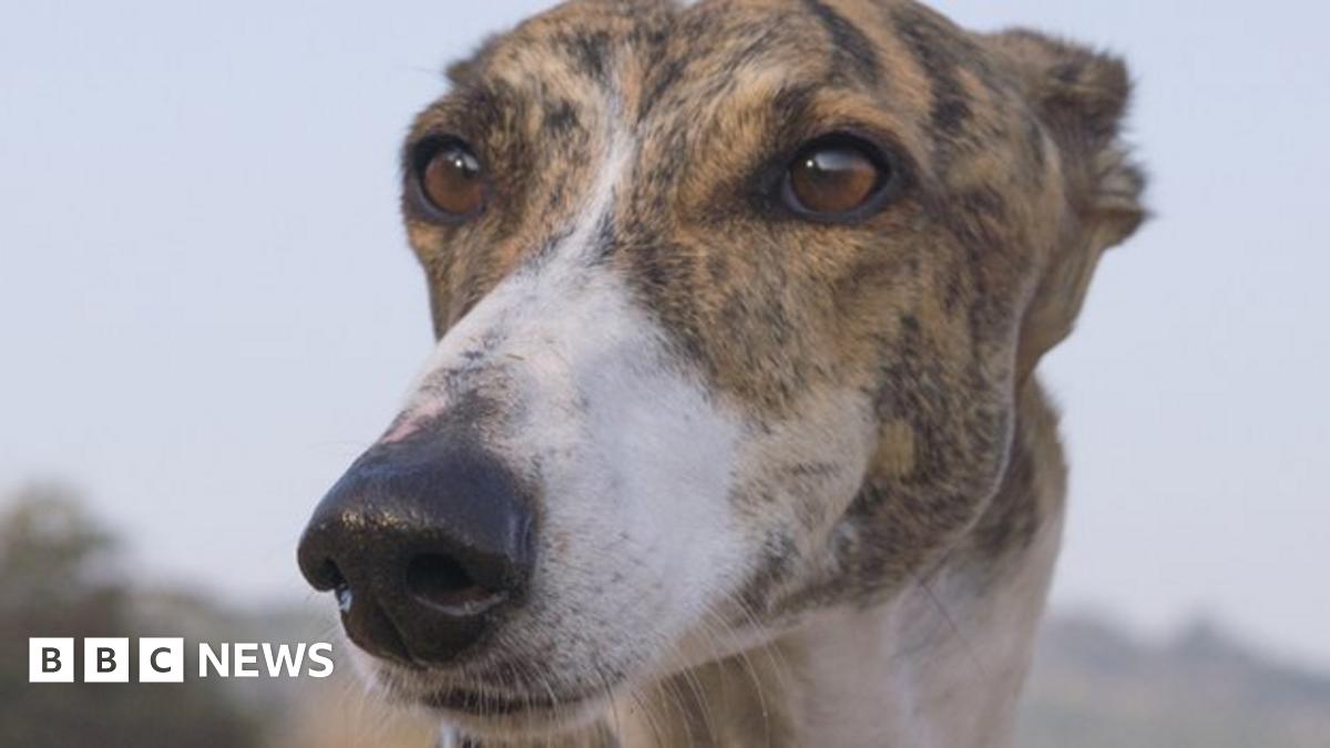 Blaze in greyhound shed in Hawick was 'callous' - BBC News