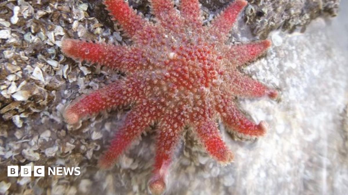 Somerset 'lowest tides for 200 years' show marine life - BBC News