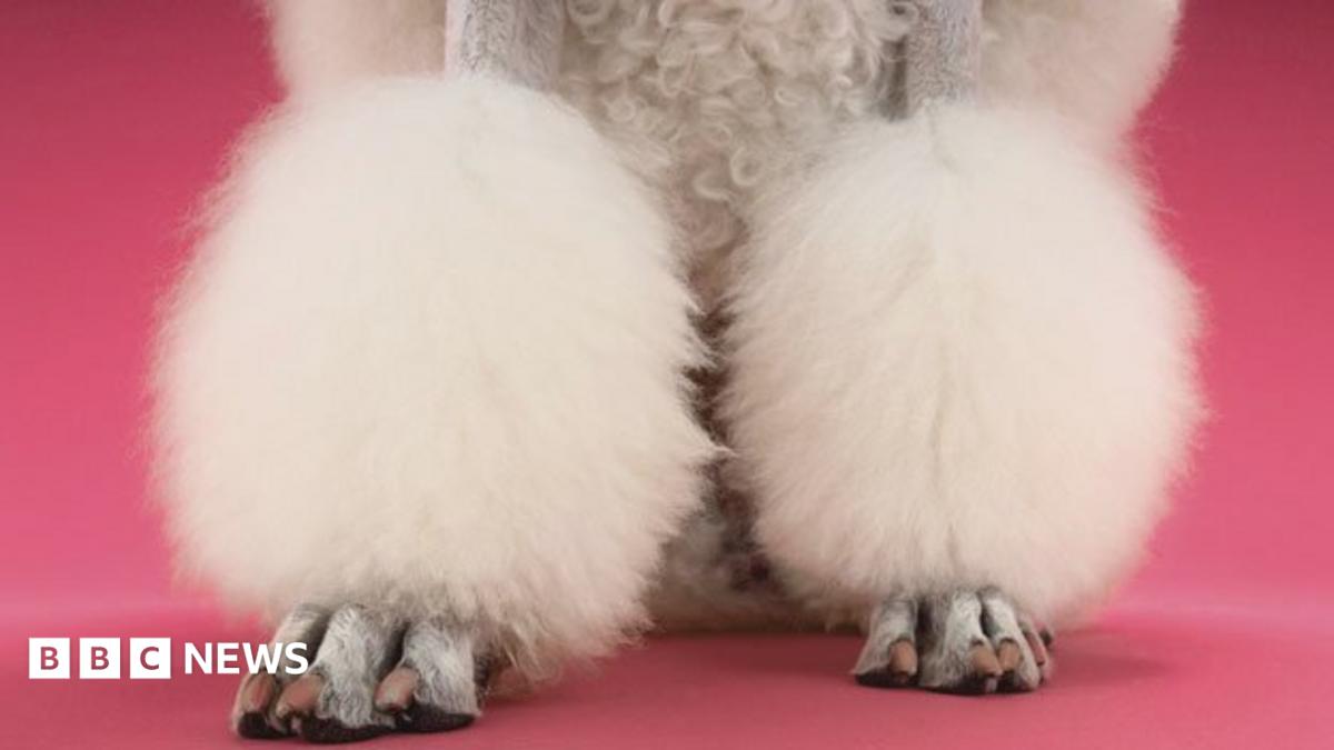The furiously competitive world of dog shows - BBC News