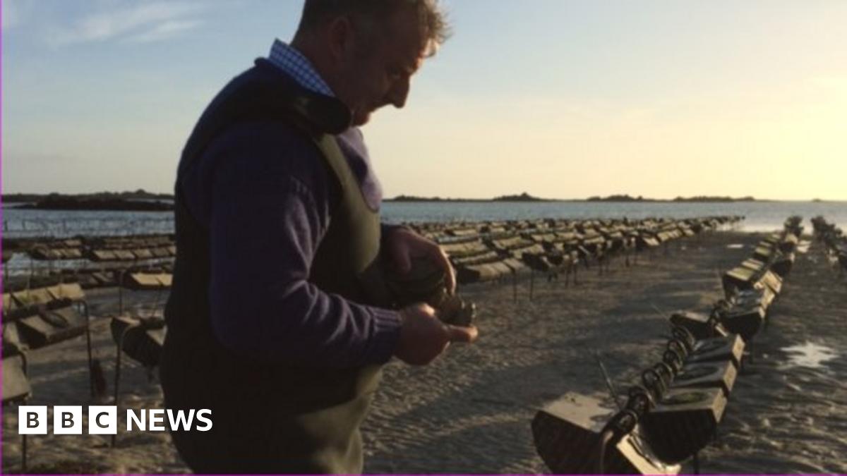Jersey farmer's native oyster success could be 'worth millions' - BBC News