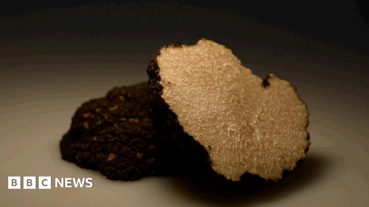 First UK-farmed truffle harvested - BBC News