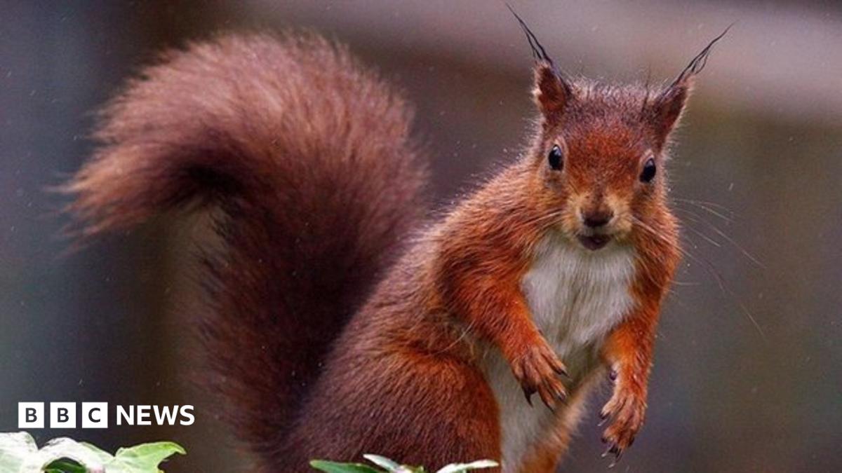 Project launched to boost Gwynedd's red squirrel numbers - BBC News