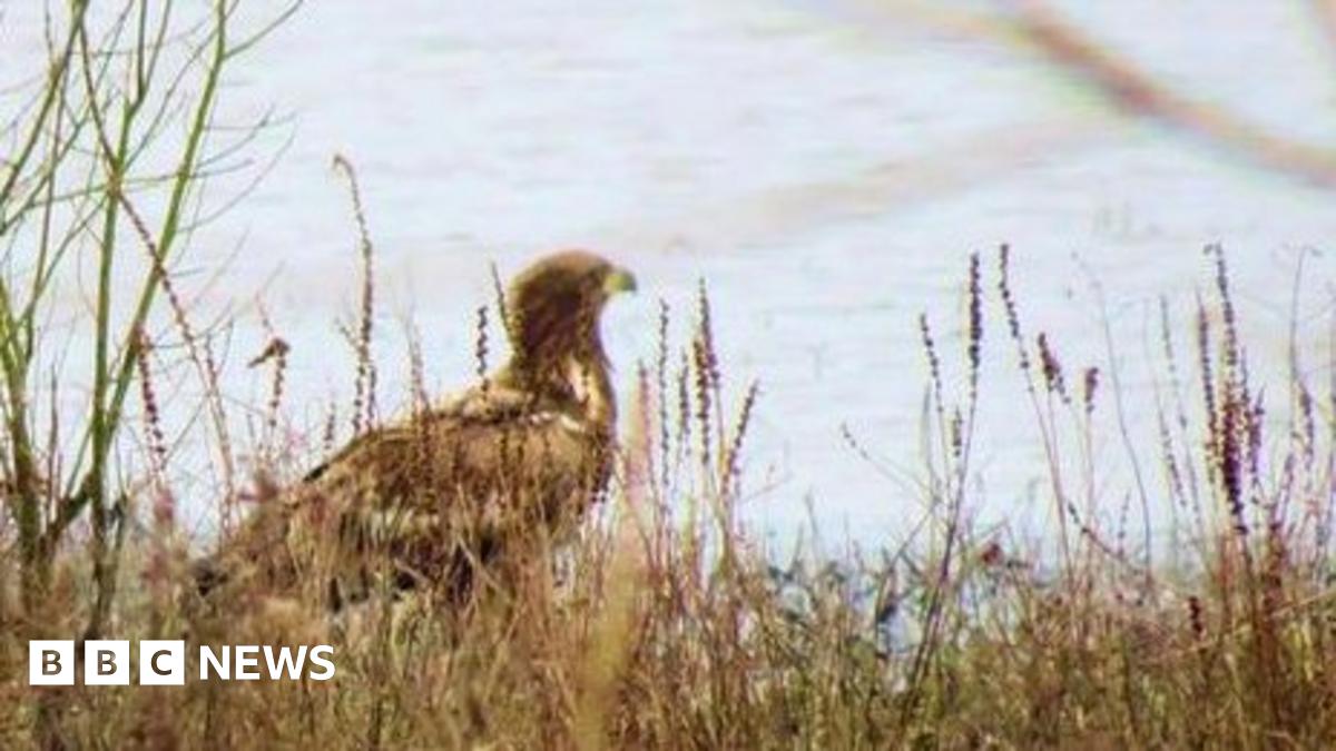 White-tailed sea eagle sighted on Suffolk reserve - BBC News