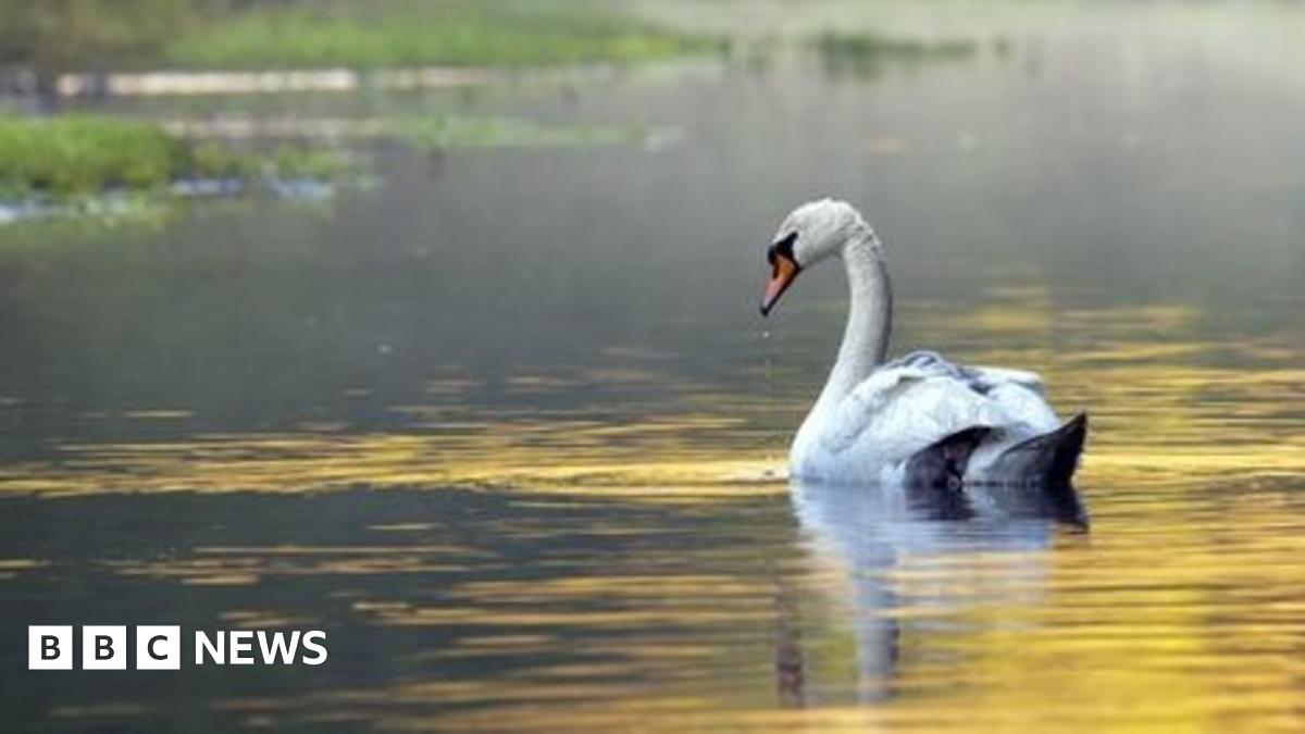 Poll to find first national bird for Britain - BBC News