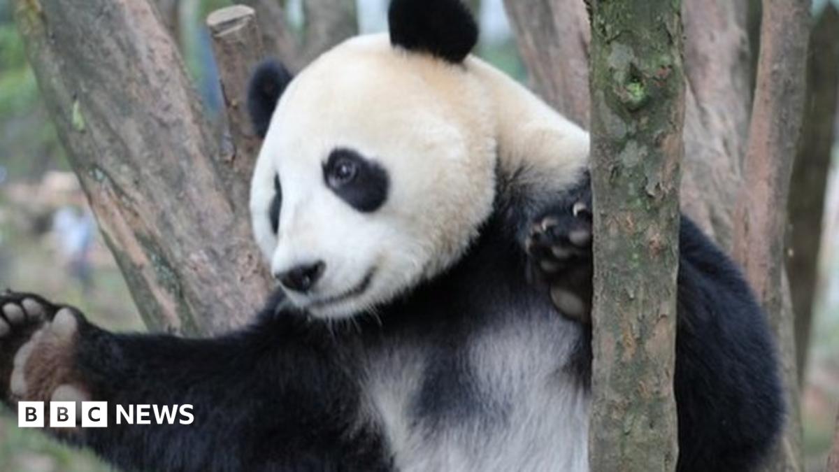 Chinese man wins compensation for wild panda bite - BBC News
