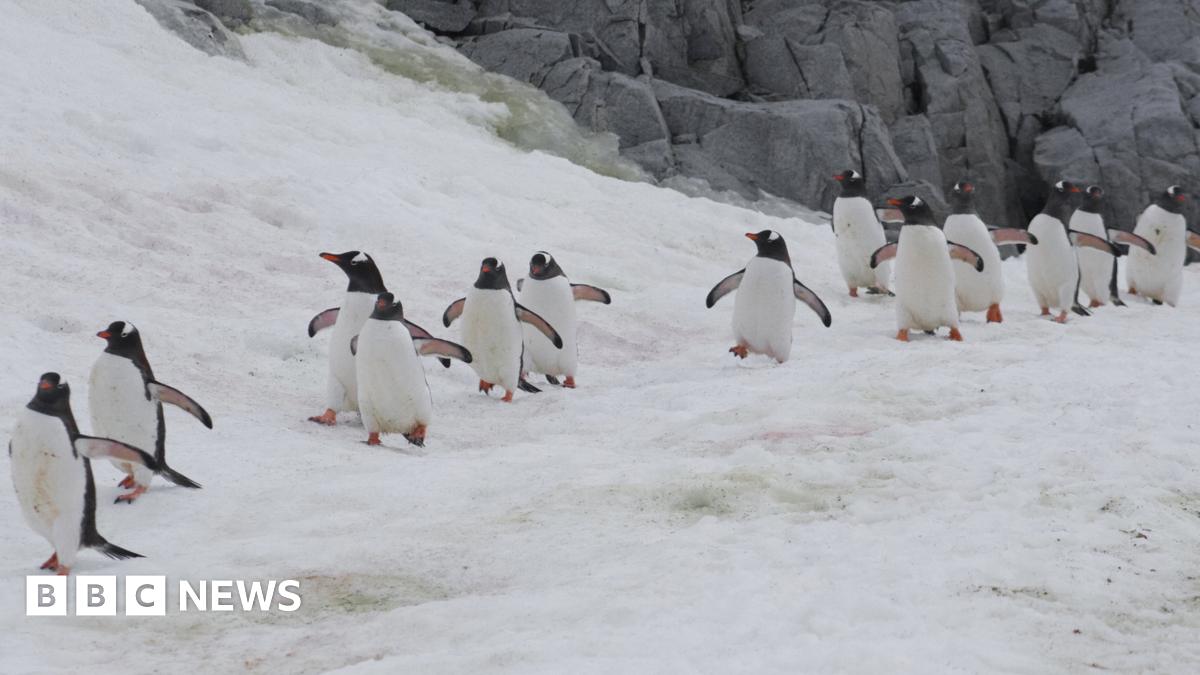 Penguin waddle put to the test - BBC News