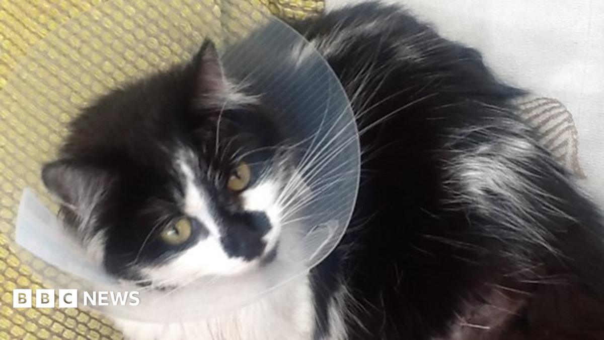 Cat recovering from being shot in head suffers second pellet wound ...
