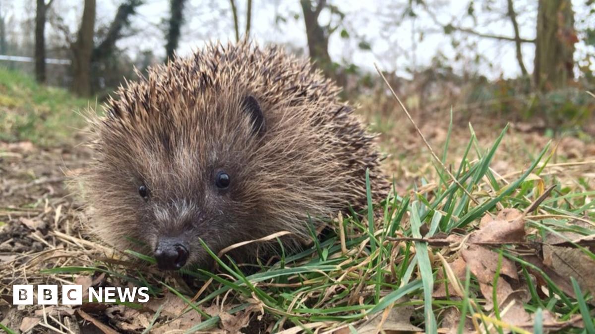UK's first big hedgehog sanctuary - BBC News