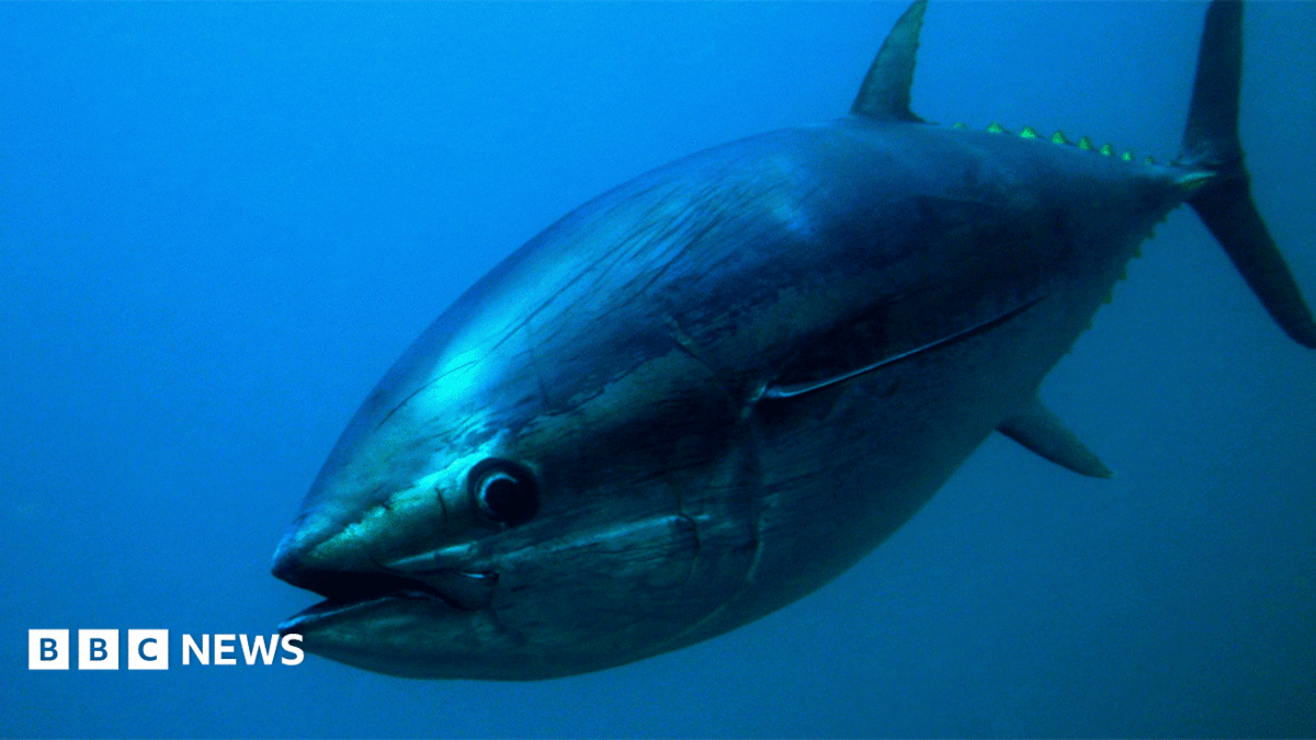 Tagged Atlantic bluefin tuna tracked in Scottish waters - BBC News