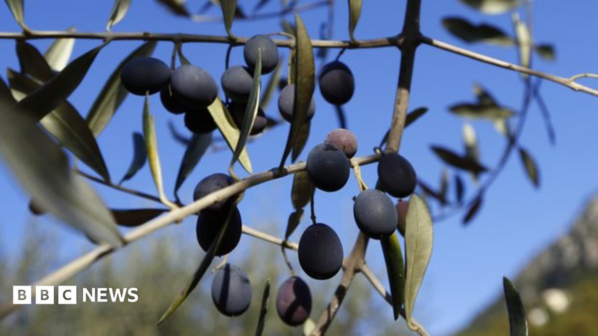 EU warning as olive tree disease spreads in Italy - BBC News