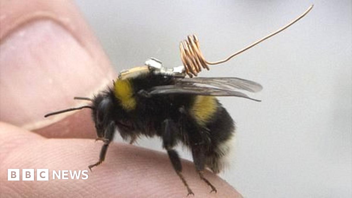 Bee behaviour mapped by tiny trackers - BBC News