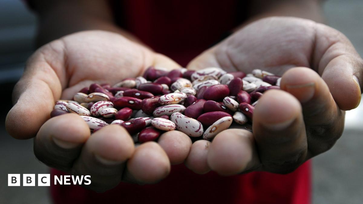 Hopes grow for climate-proof beans - BBC News