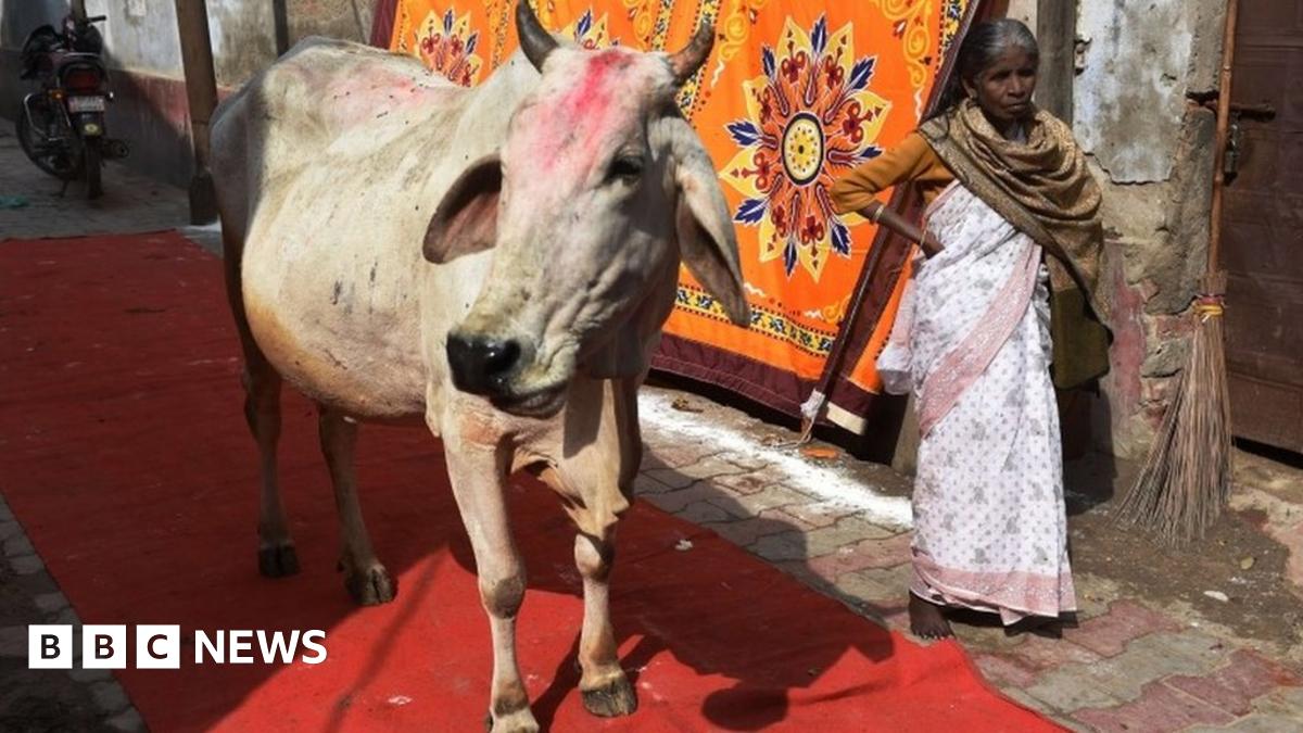 India's beef dilemma: to eat or not to eat? - BBC News