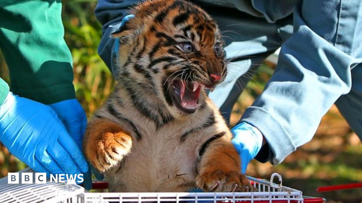Sumatran tigers: Chester Zoo sexes 'snarly' triplets - BBC News