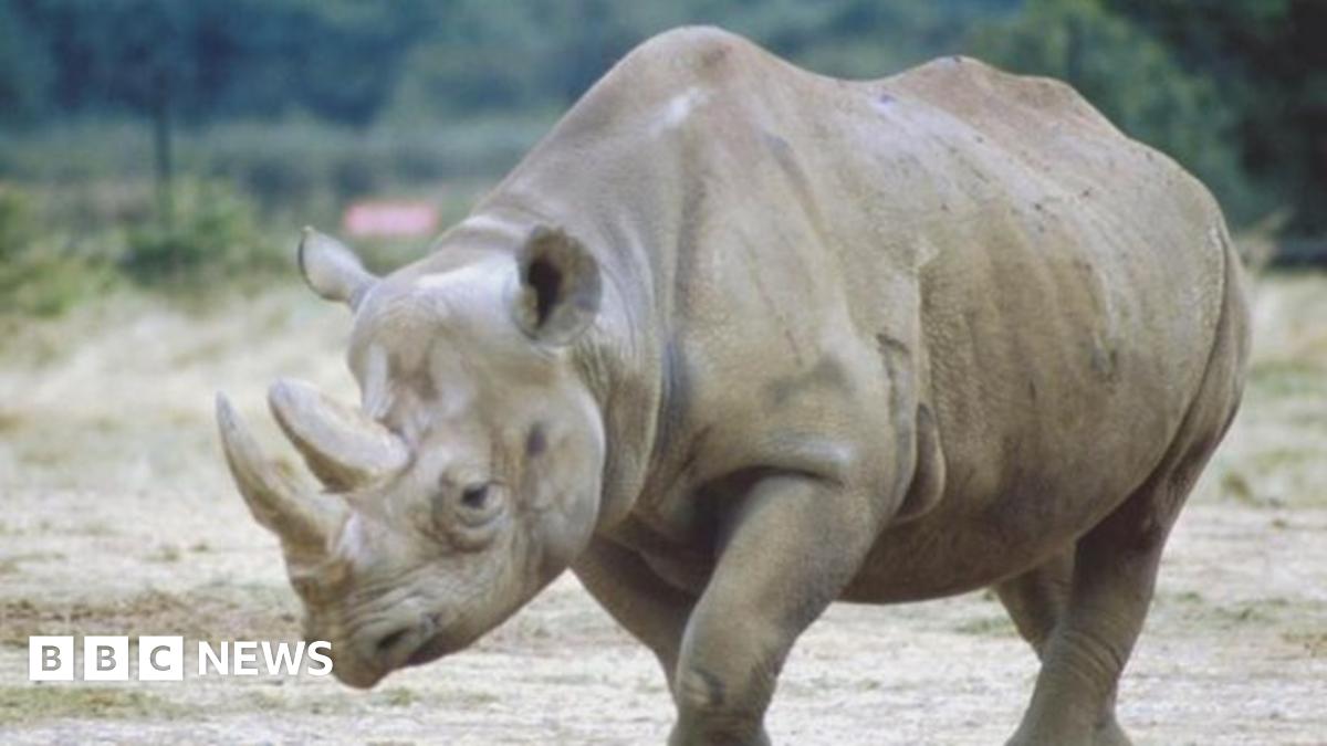 US gives Texan rhino hunter an import permit - BBC News