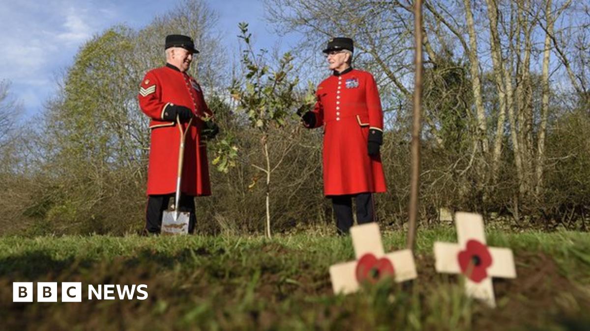 Faughan Valley: Public to help plant new WW1 woodland - BBC News