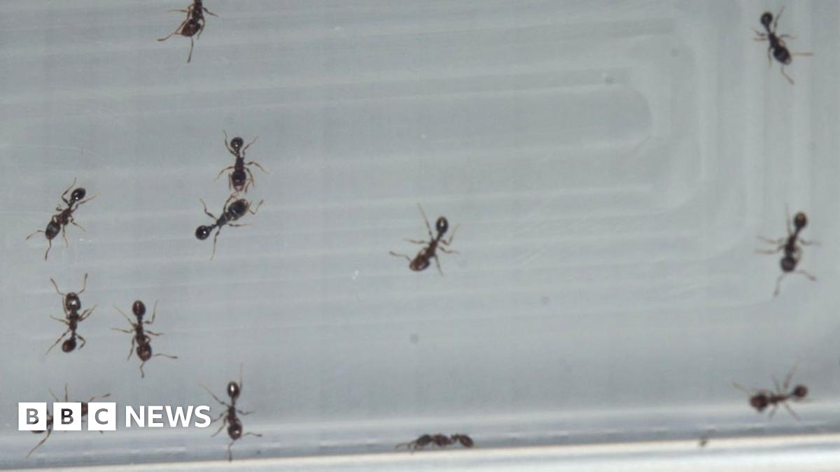 Ants in space grapple well with zero-g - BBC News