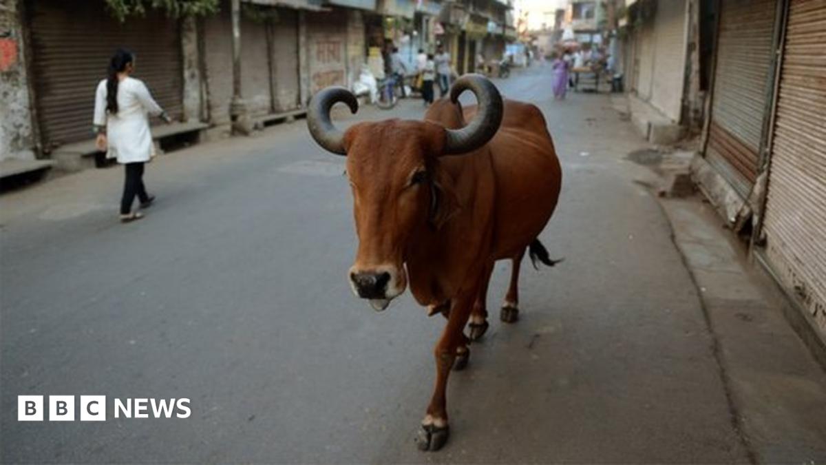 India: Police enforce beef ban with cow 'mugshots' - BBC News