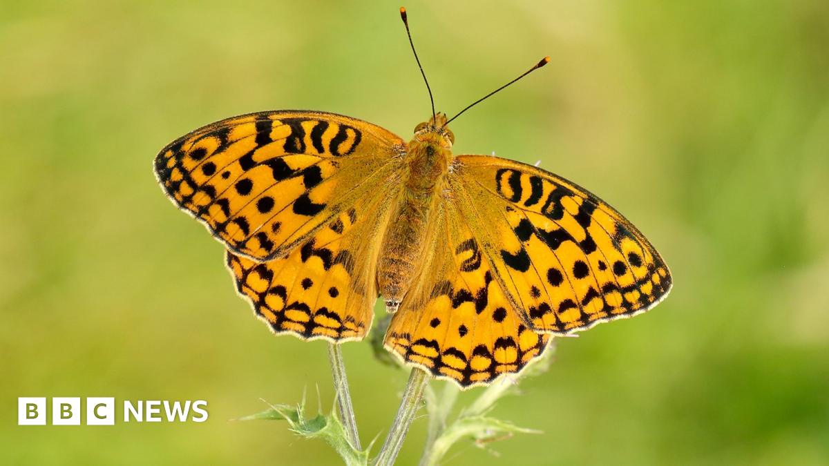 Endangered butterfly species records 10-year high - BBC News