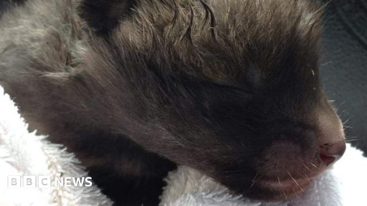 Injured fox cub rescued from Cardiff streets - BBC News