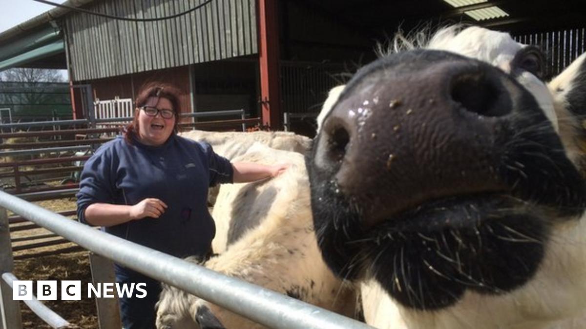 'Survival of the fittest': Farmers react to EU milk quotas going - BBC News