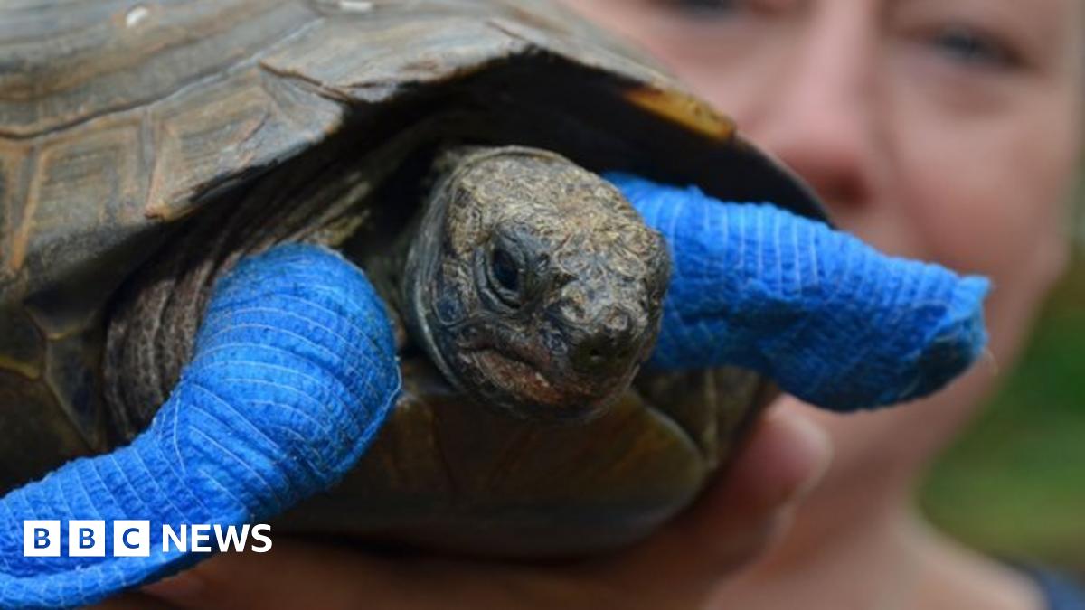 90-year-old tortoise Mrs T attacked by rat in Pembroke - BBC News