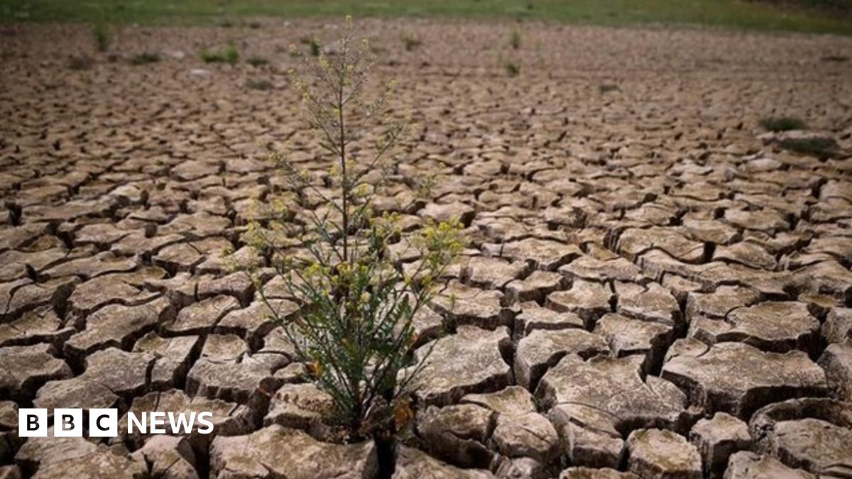California's worst drought in 1,200 years in pictures - BBC News