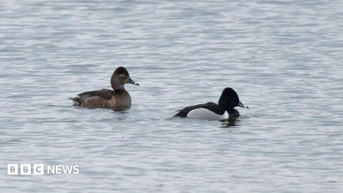 Ring-necked ducks spotted at nature reserve - BBC News
