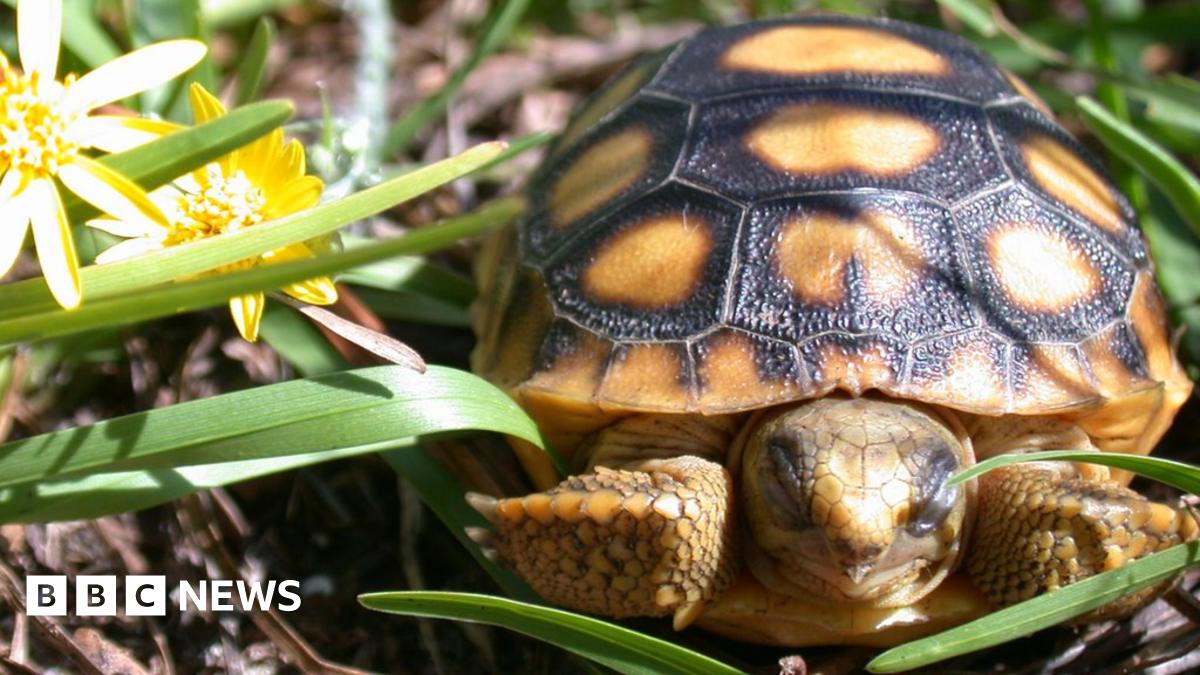 Well-meaning people are accidentally drowning tortoises - BBC News