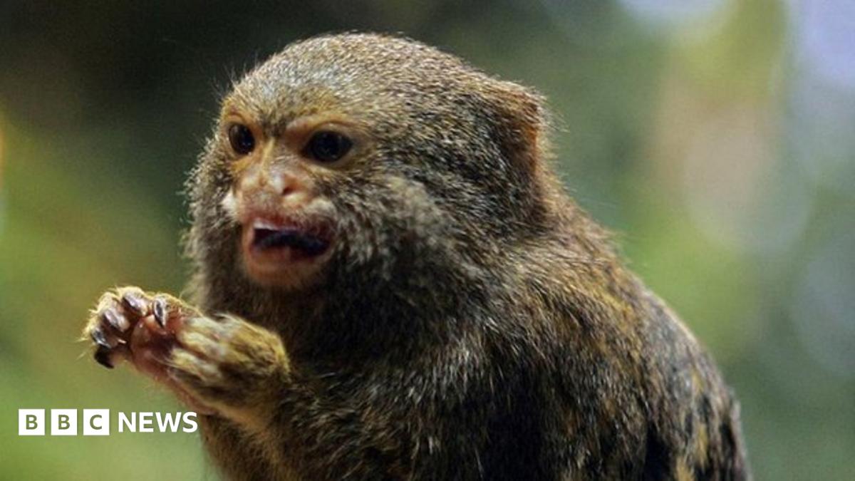 Saudis refuse Swedish zoo's monkeys in diplomatic spat - BBC News